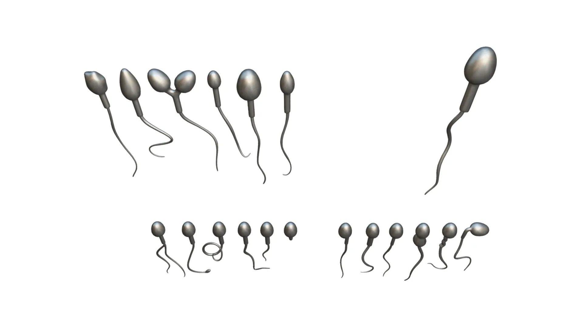 Sperm Morphology: Normal and Abnormal - FlippedNormals