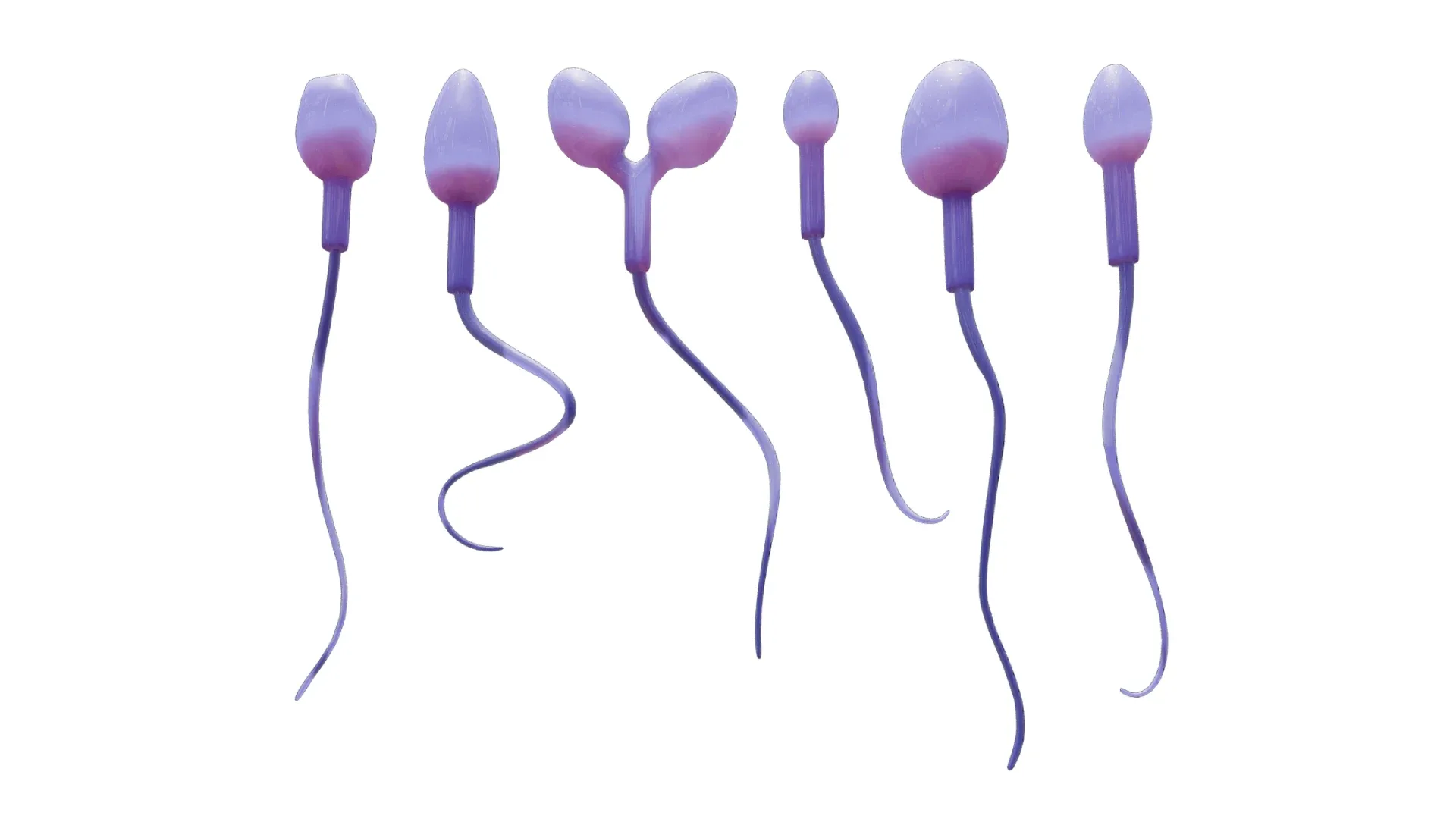 Sperm Morphology: Normal and Abnormal - FlippedNormals