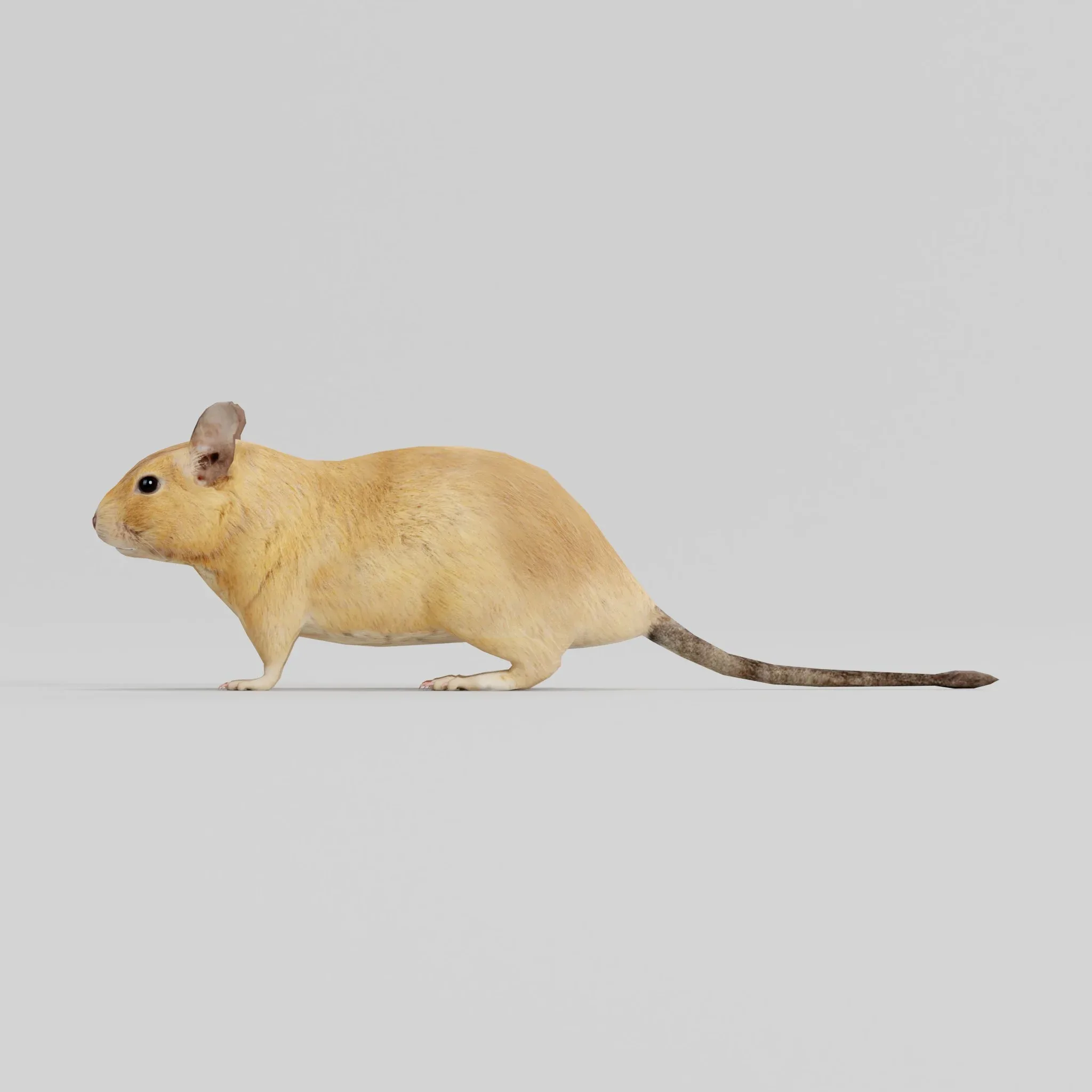 Common Degu Rat - FlippedNormals