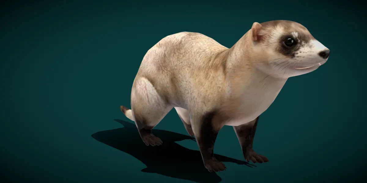 Black Footed Ferret Animal - FlippedNormals