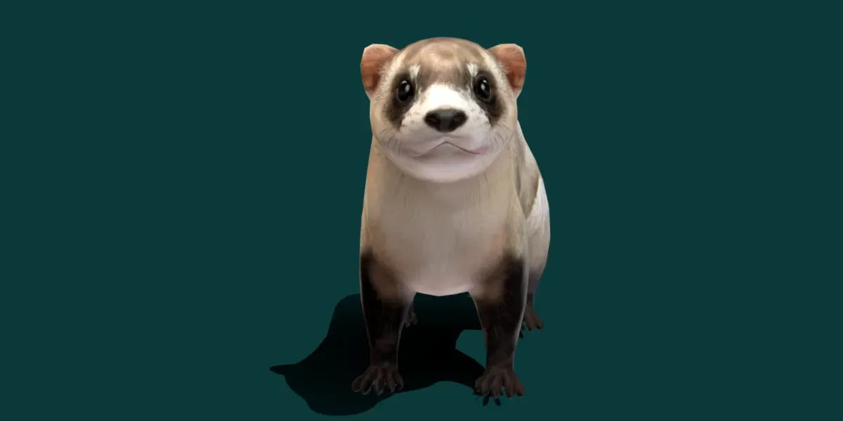 Black Footed Ferret Animal - FlippedNormals