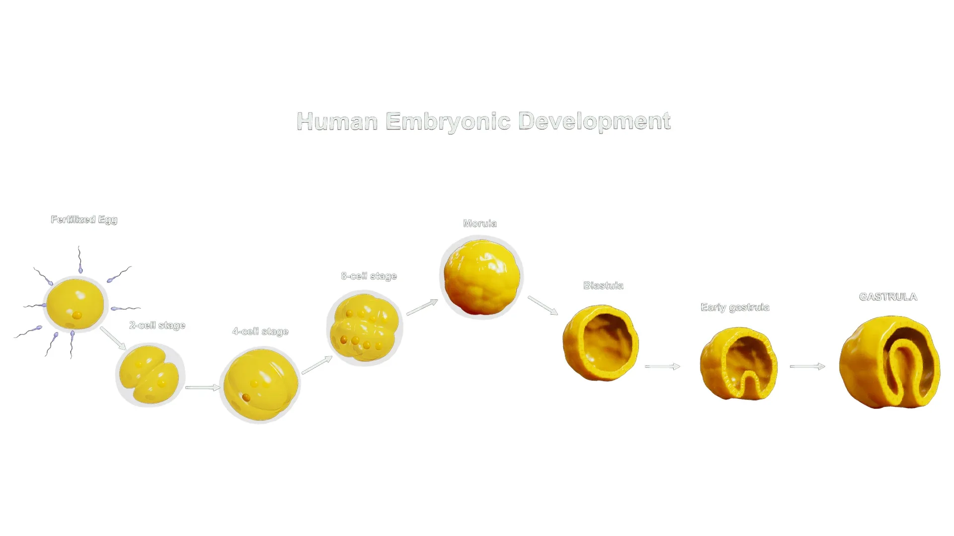 Human Embryonic Development - FlippedNormals