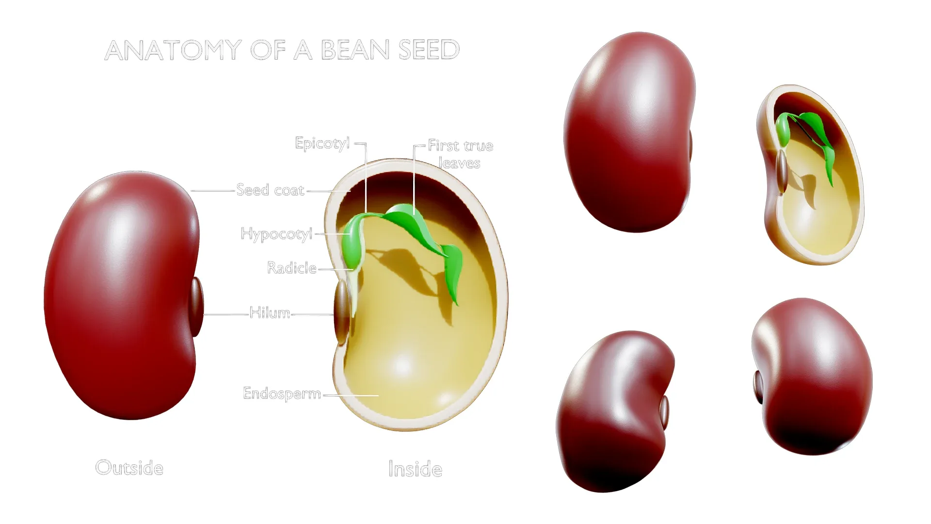 Anatomy of A Bean Seed - FlippedNormals