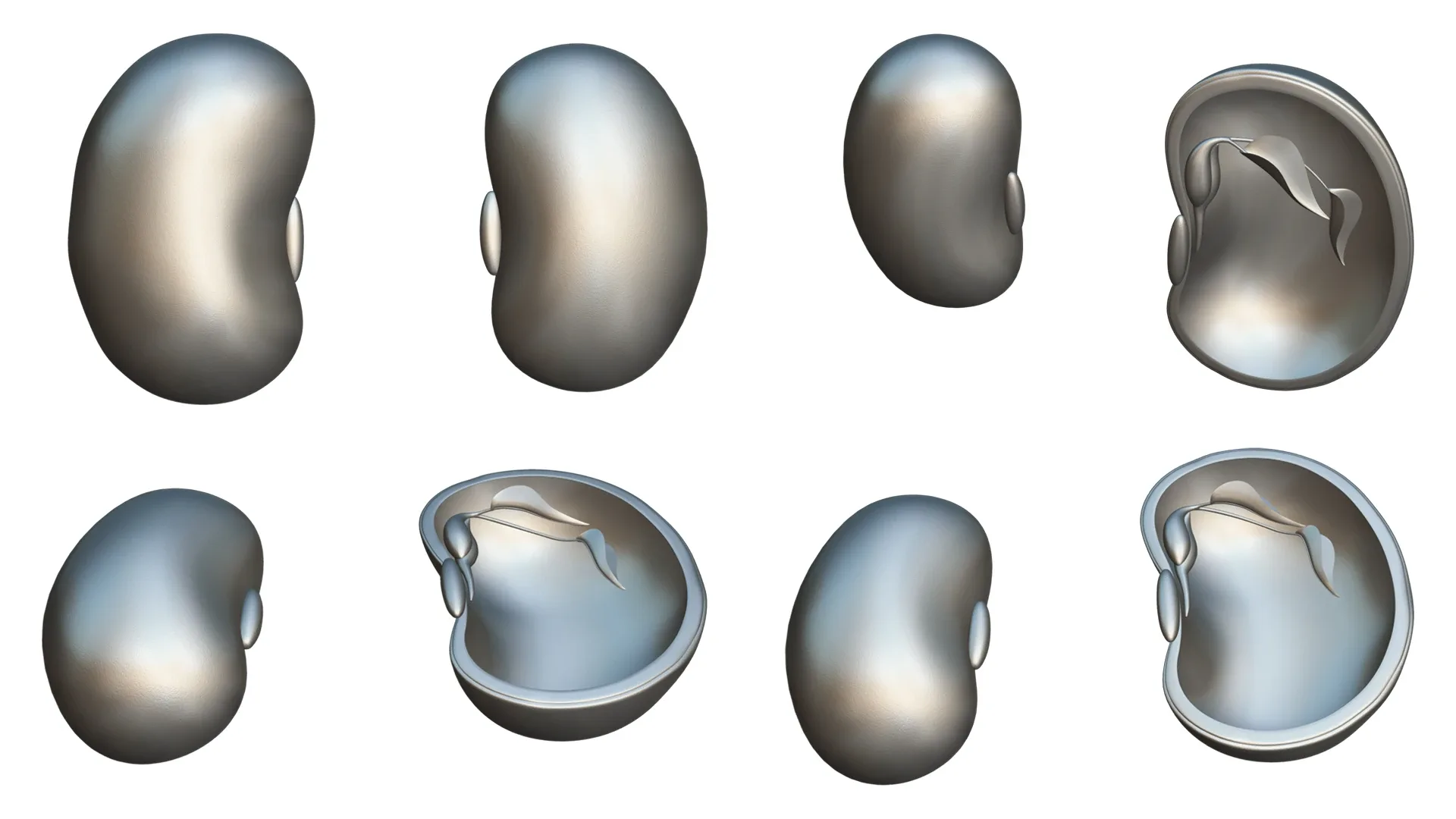 Anatomy of A Bean Seed - FlippedNormals