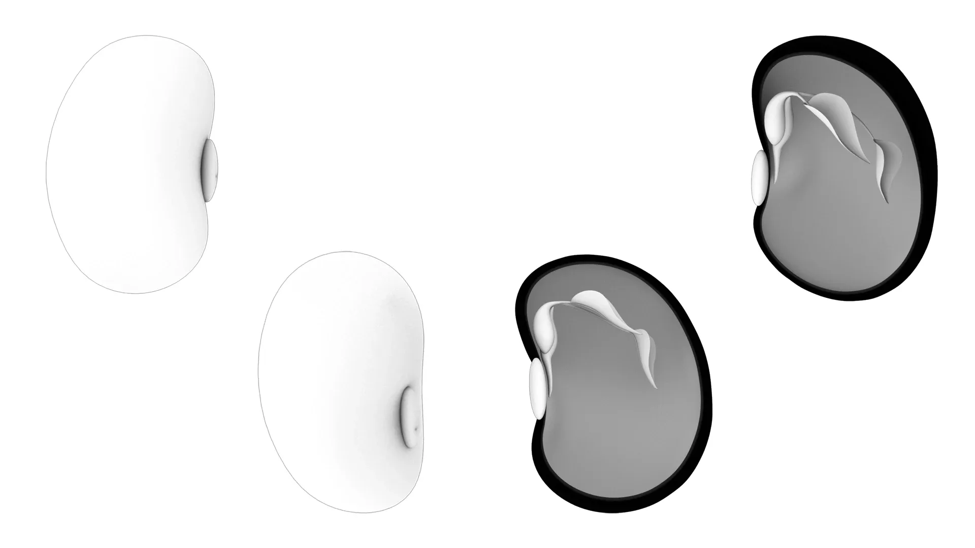 Anatomy of A Bean Seed - FlippedNormals