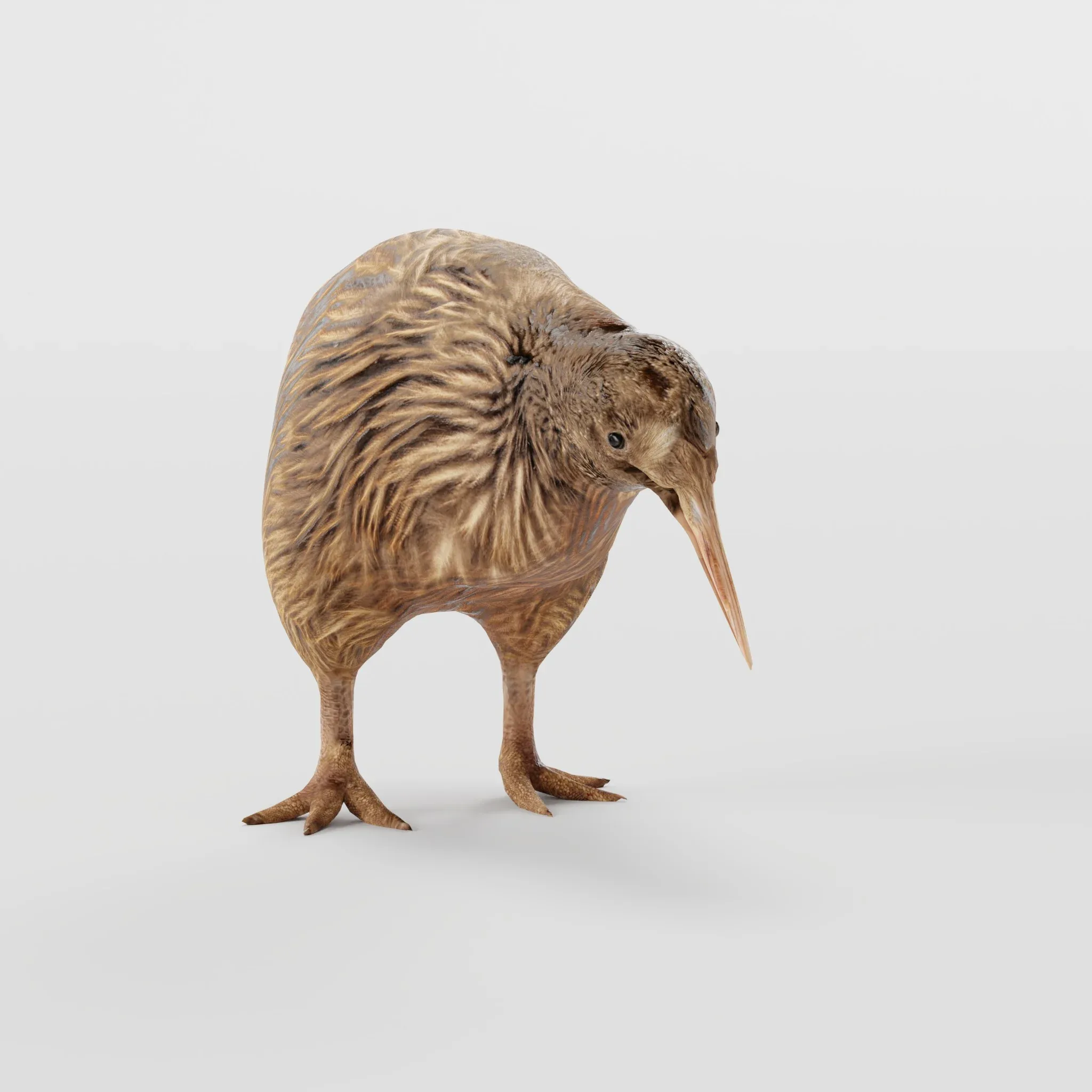 Kiwi Flightless Bird Animal - FlippedNormals