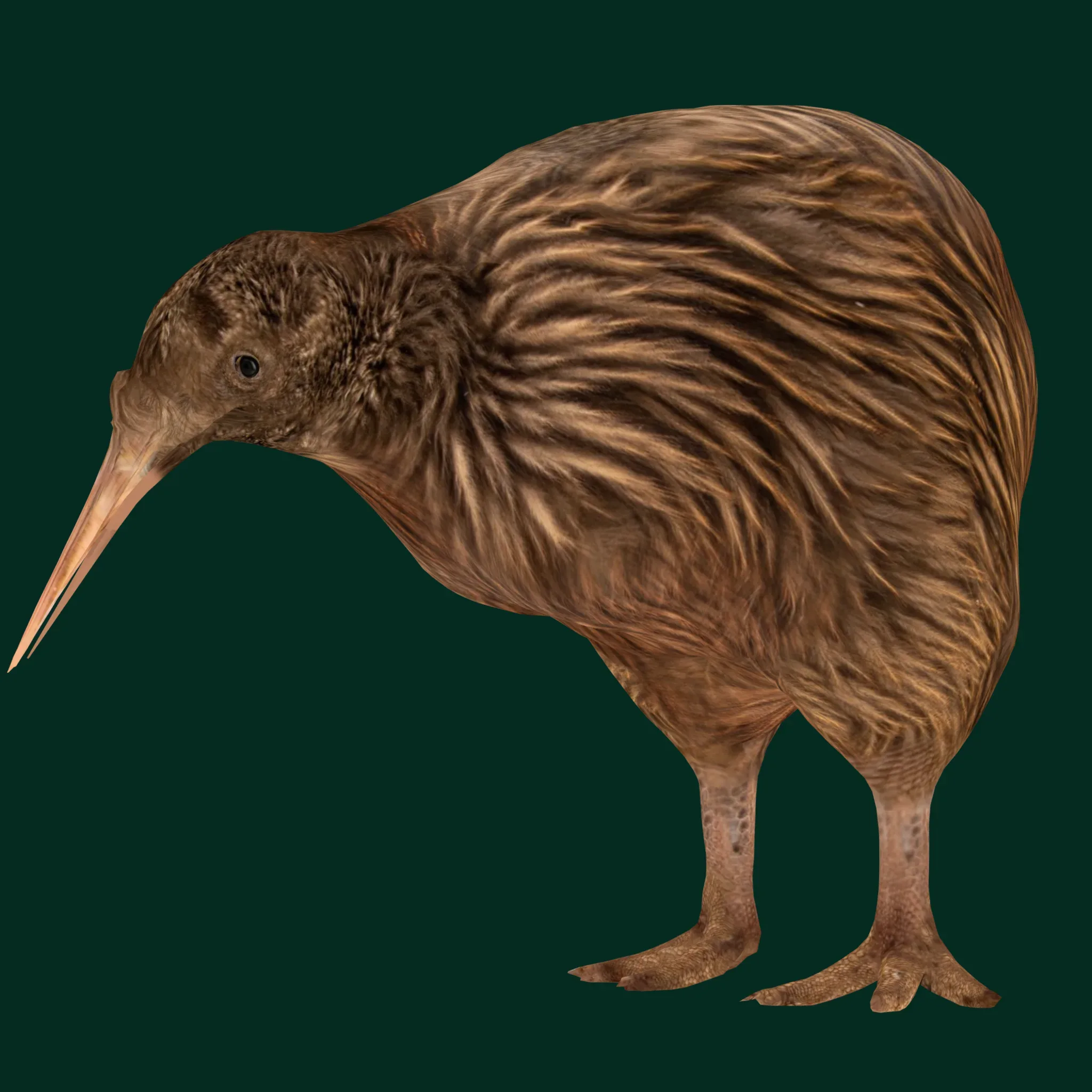 Kiwi Flightless Bird Animal - FlippedNormals