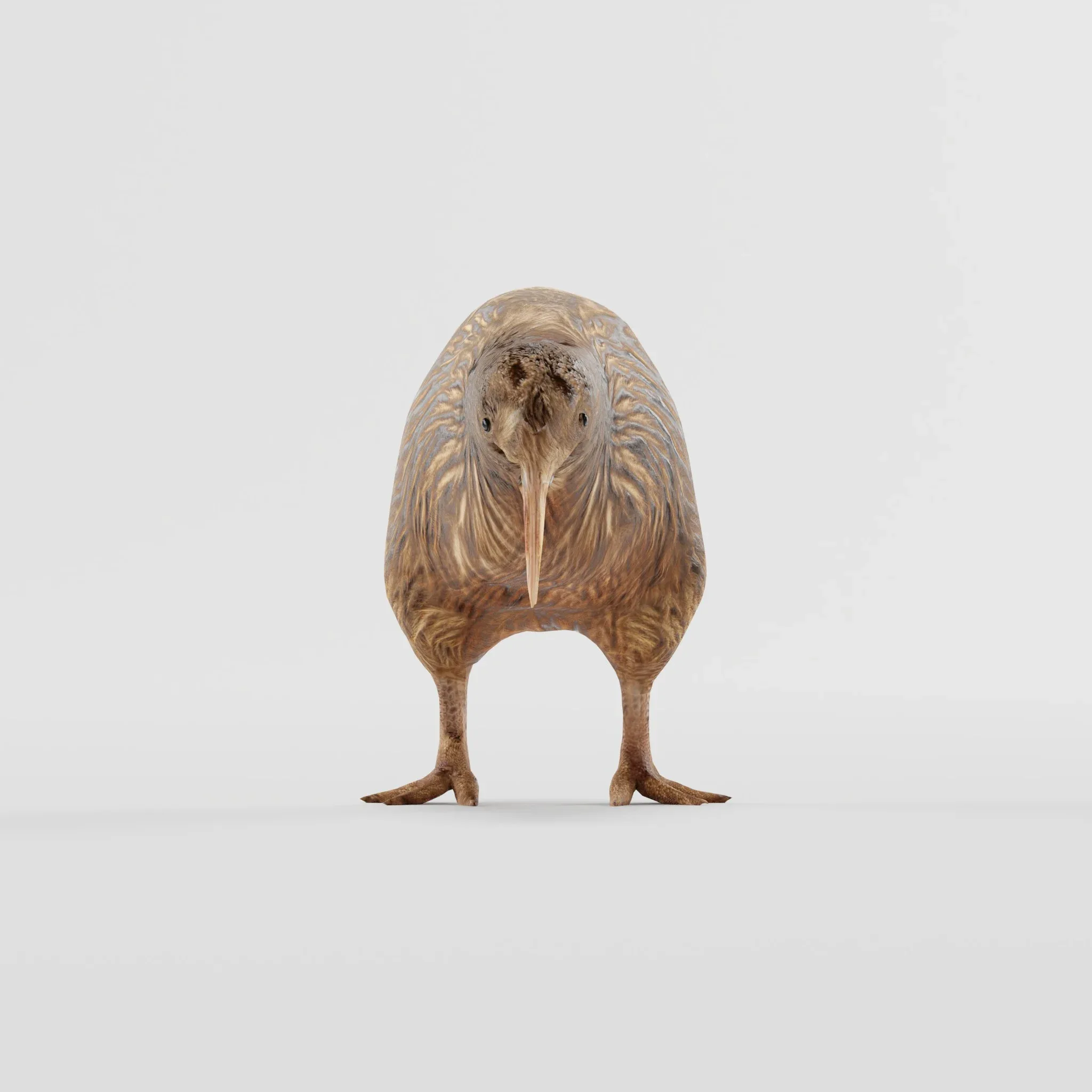Kiwi Flightless Bird Animal - FlippedNormals