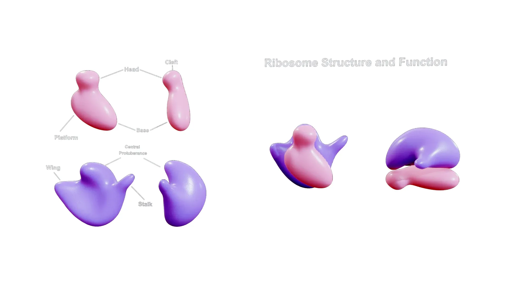 Ribosome Structure and Function - FlippedNormals Ribosome Structure and Function - FlippedNormals