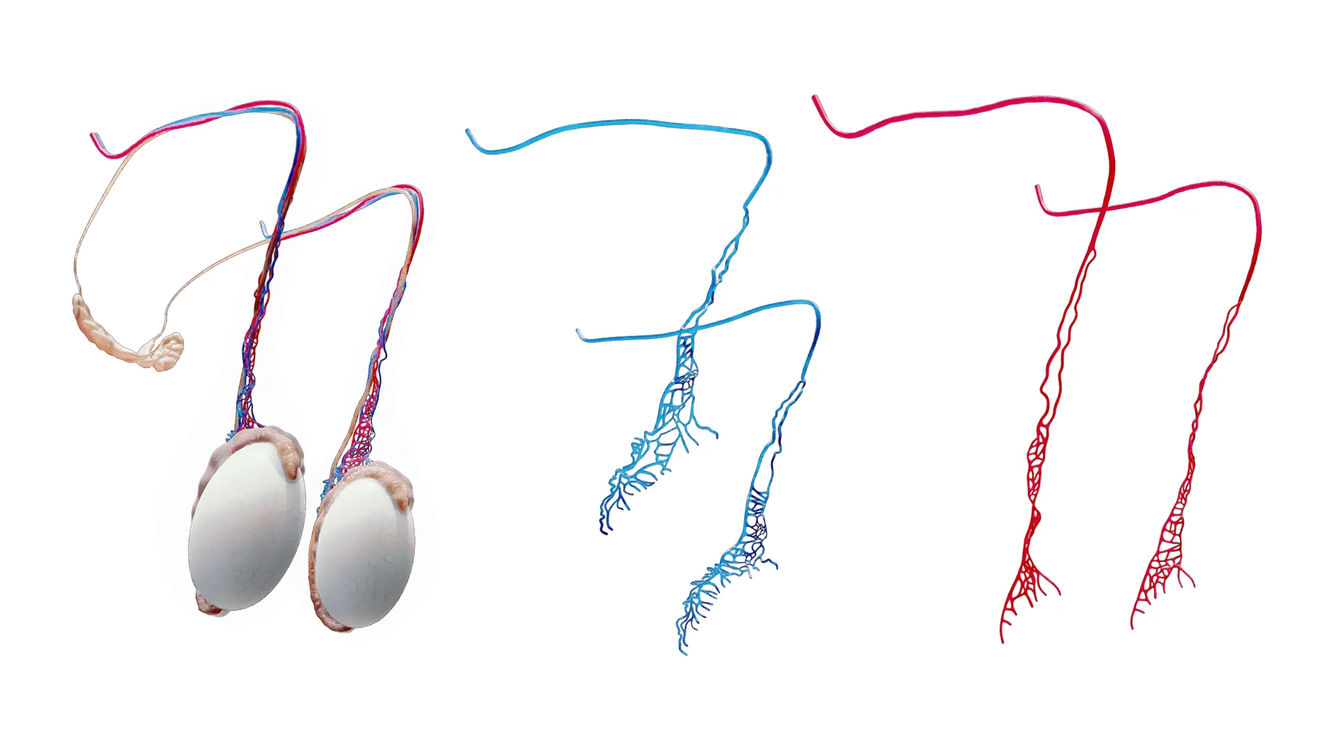 Male Testicles Testes Anatomy - FlippedNormals