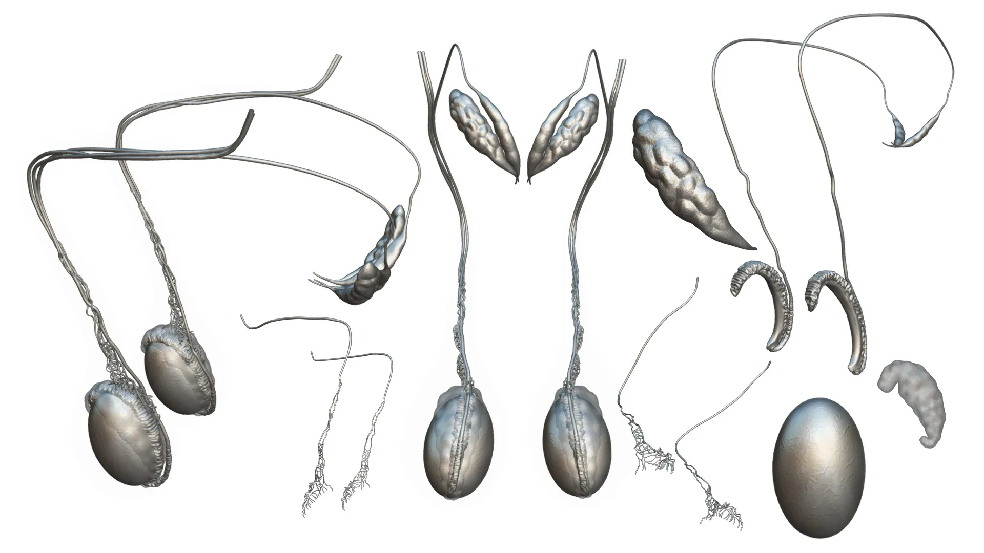 Male Testicles Testes Anatomy - FlippedNormals