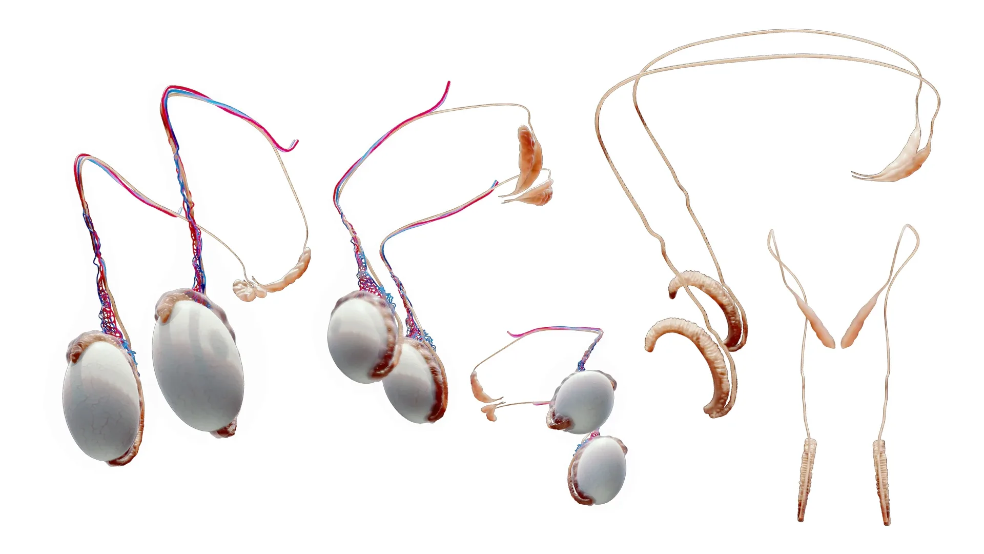 Male Testicles Testes Anatomy - FlippedNormals