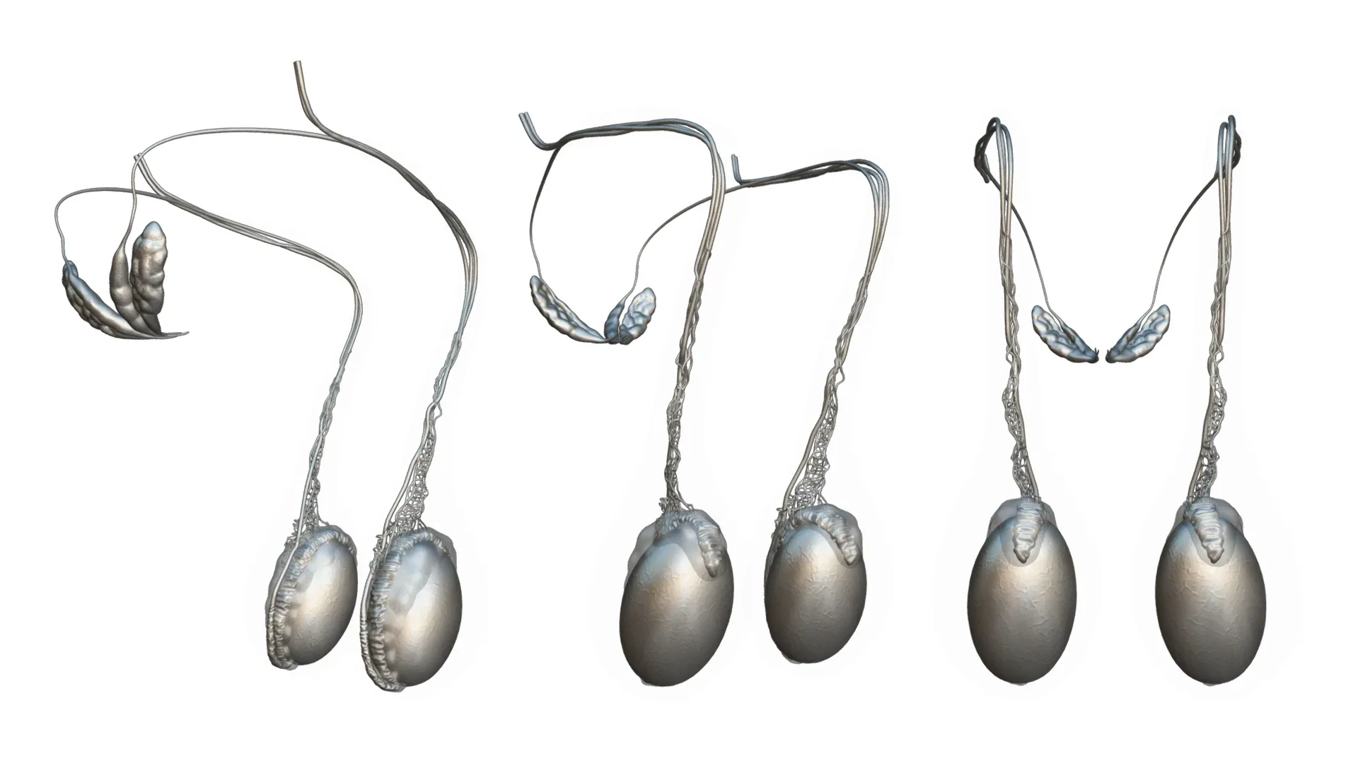 Male Testicles Testes Anatomy - FlippedNormals