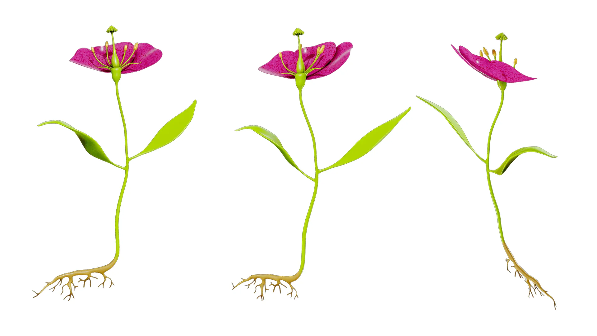 Anatomy of A Flower - FlippedNormals
