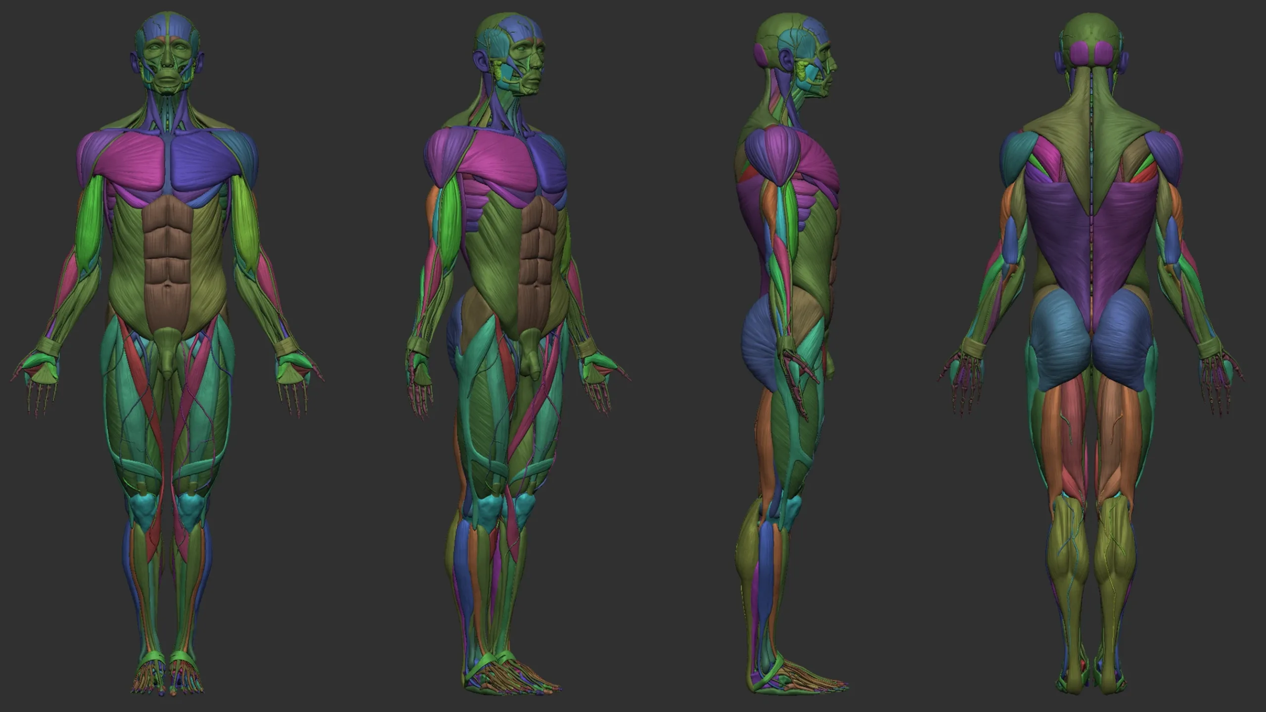 Human Ecorche - Model Muscles and - FlippedNormals