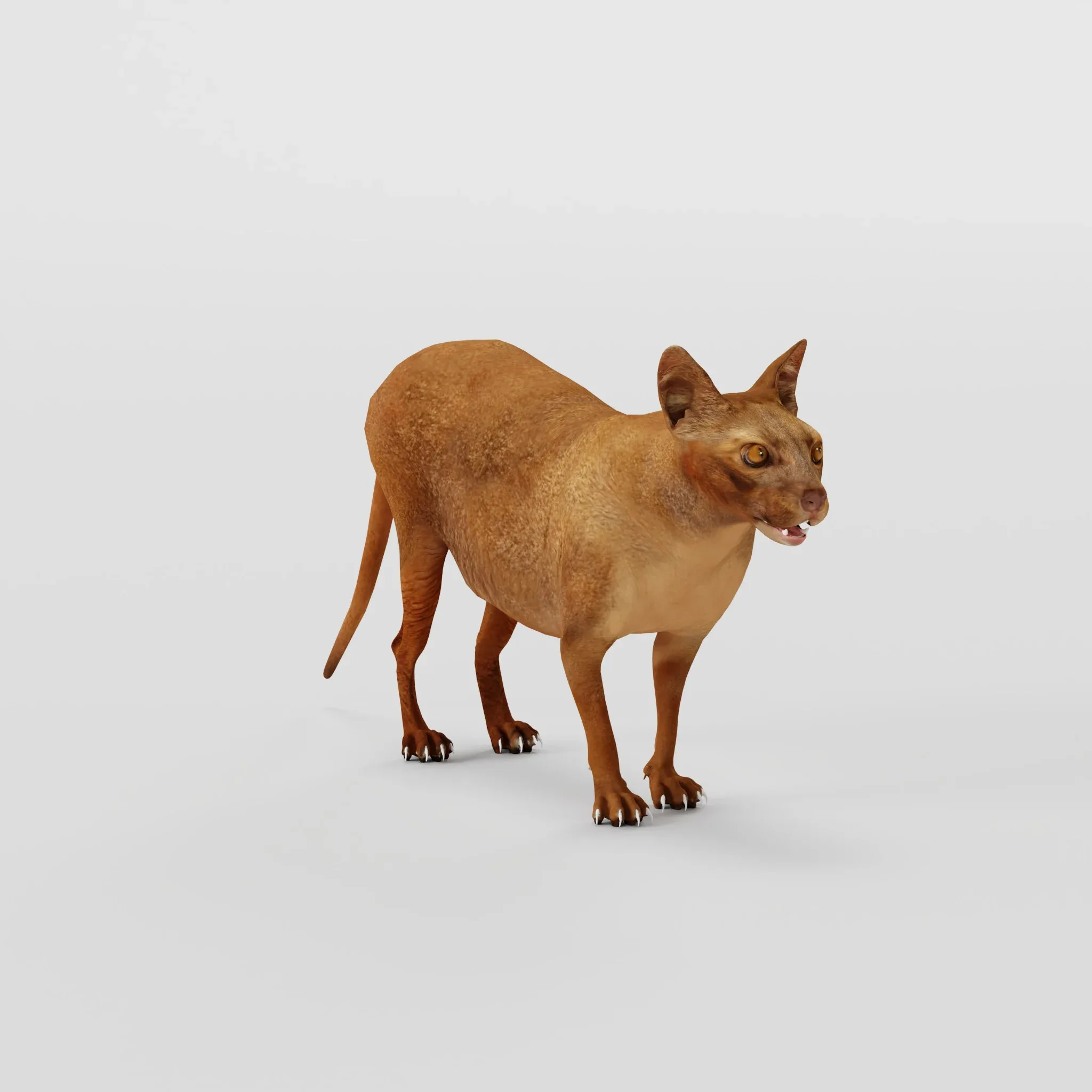 Fossa Animal - FlippedNormals