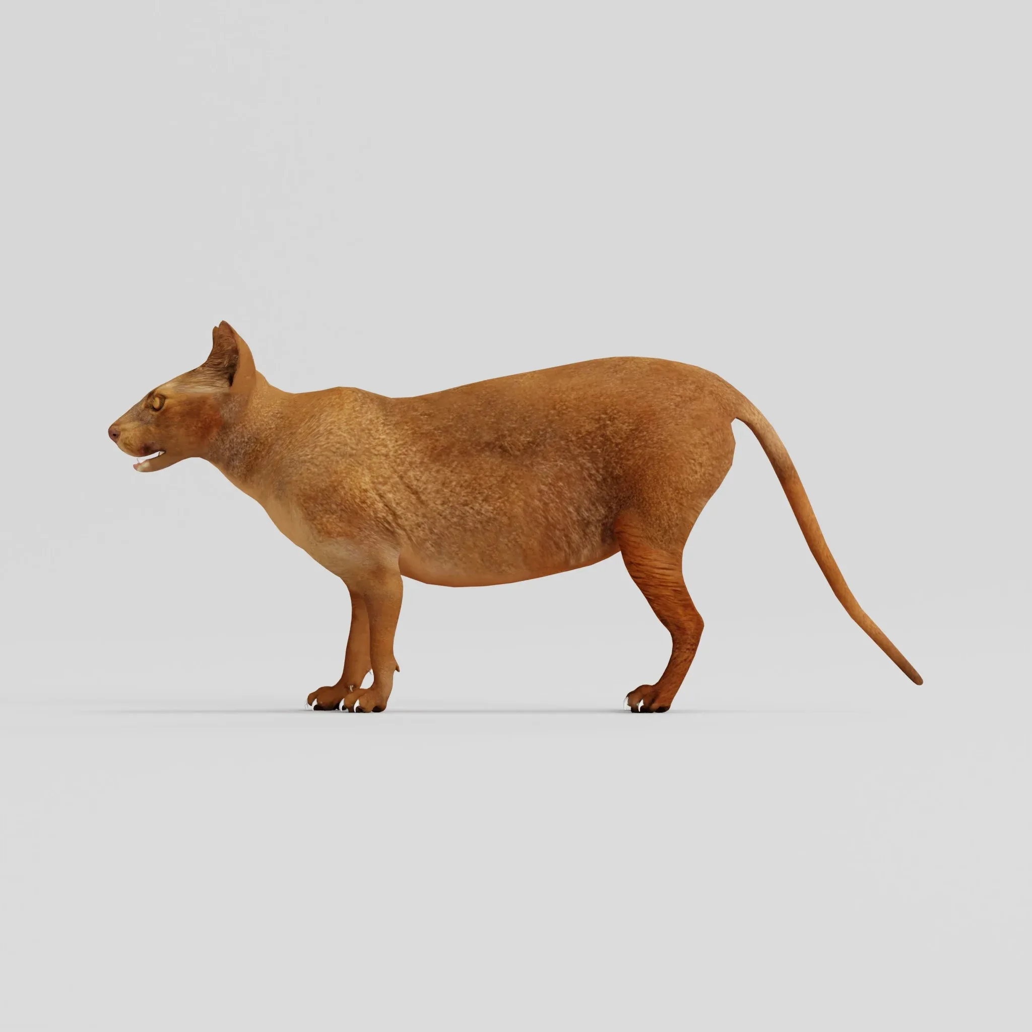 Fossa Animal - FlippedNormals