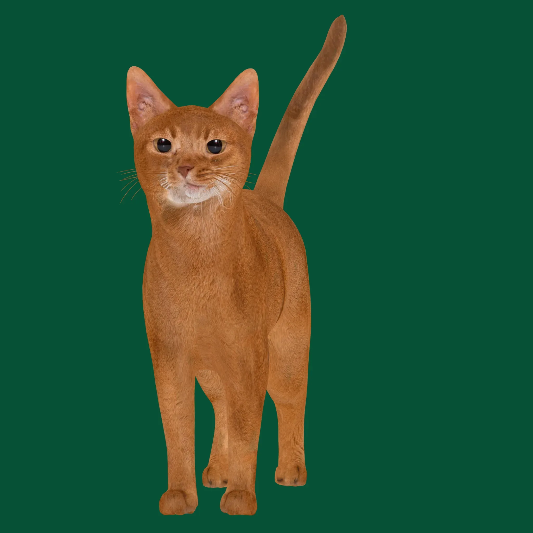 Abyssinian Ginger Cat - FlippedNormals