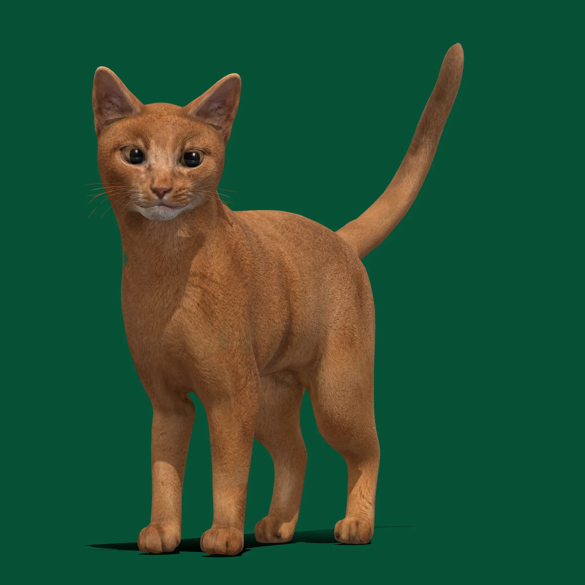 Abyssinian Ginger Cat - FlippedNormals