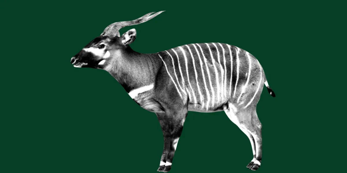 Eastern Bongo Male Antelope - FlippedNormals