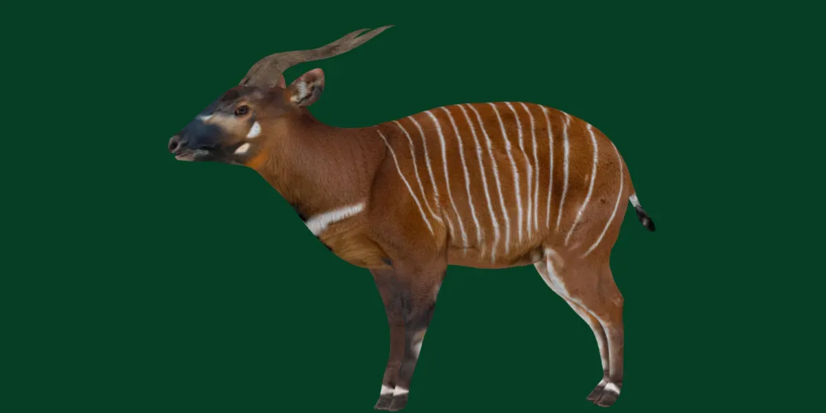 Eastern Bongo Male Antelope - FlippedNormals