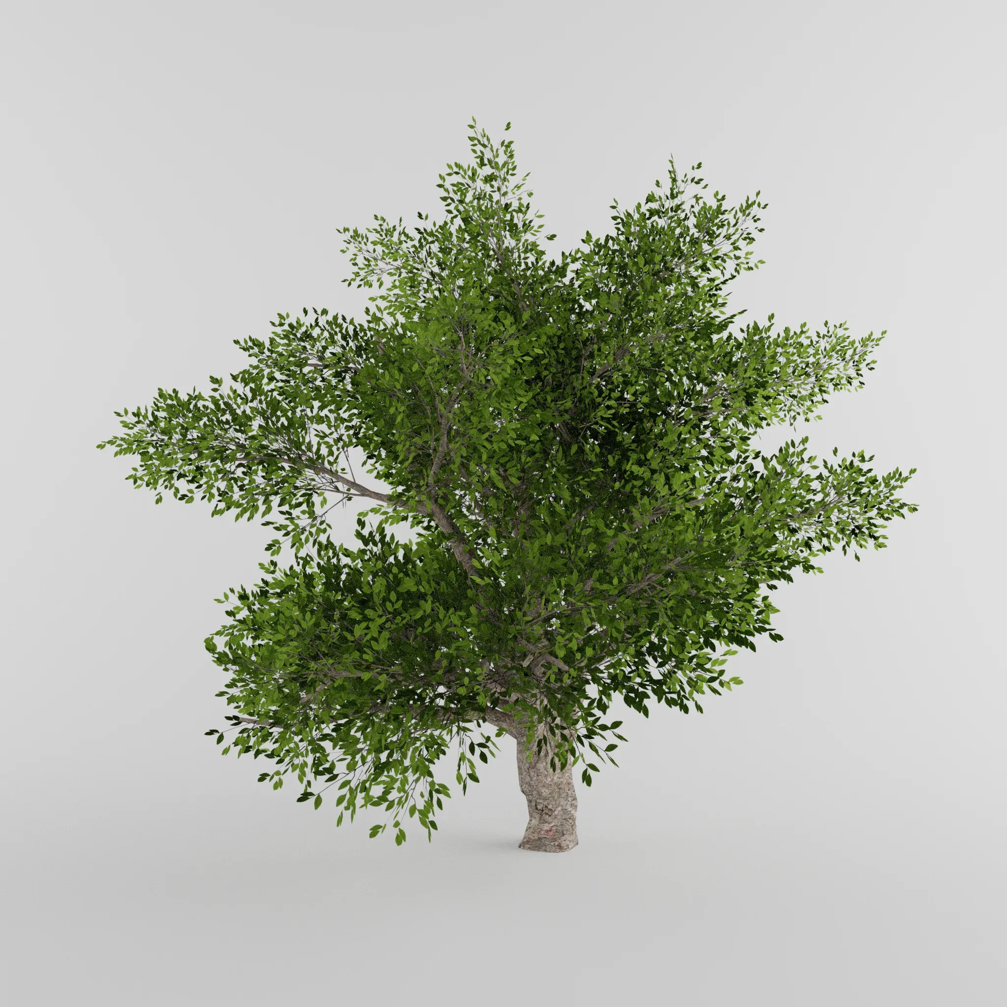 Tree Collection - FlippedNormals