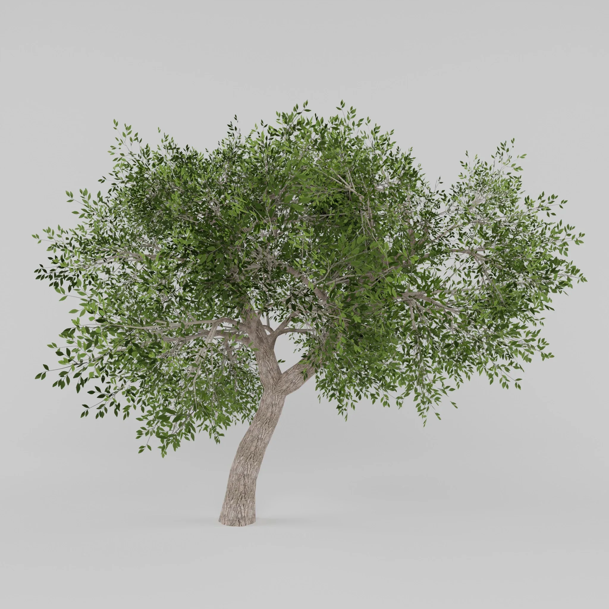 Tree Collection 2 - FlippedNormals