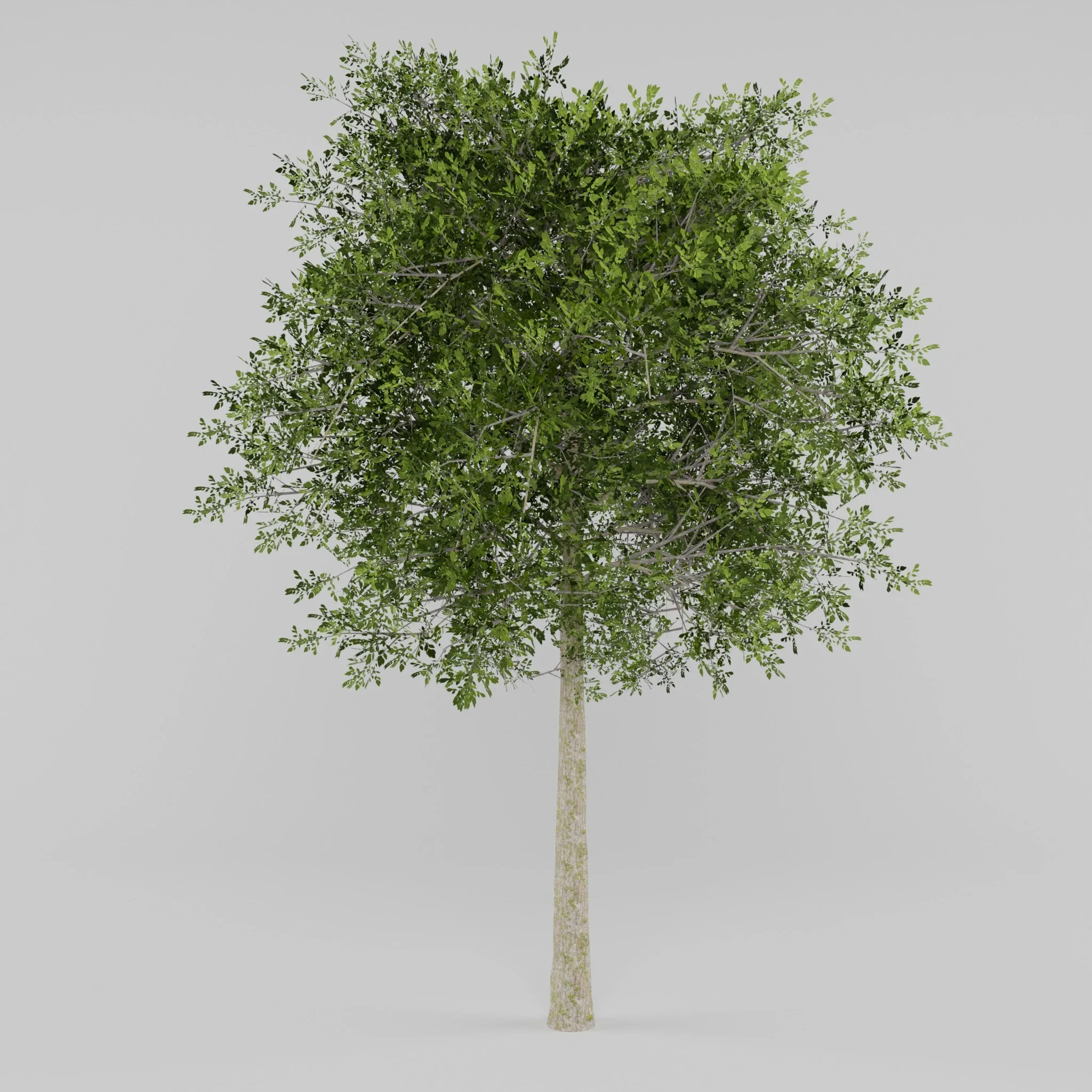 Tree Collection 2 - FlippedNormals