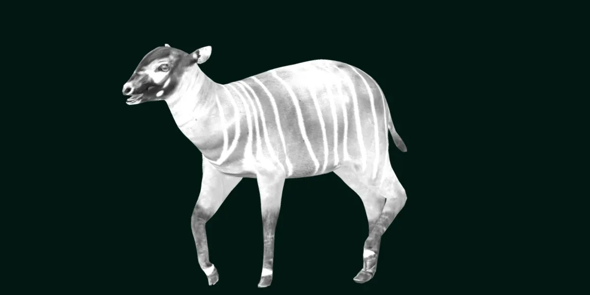 Eastern Bongo Calf Antelope - FlippedNormals