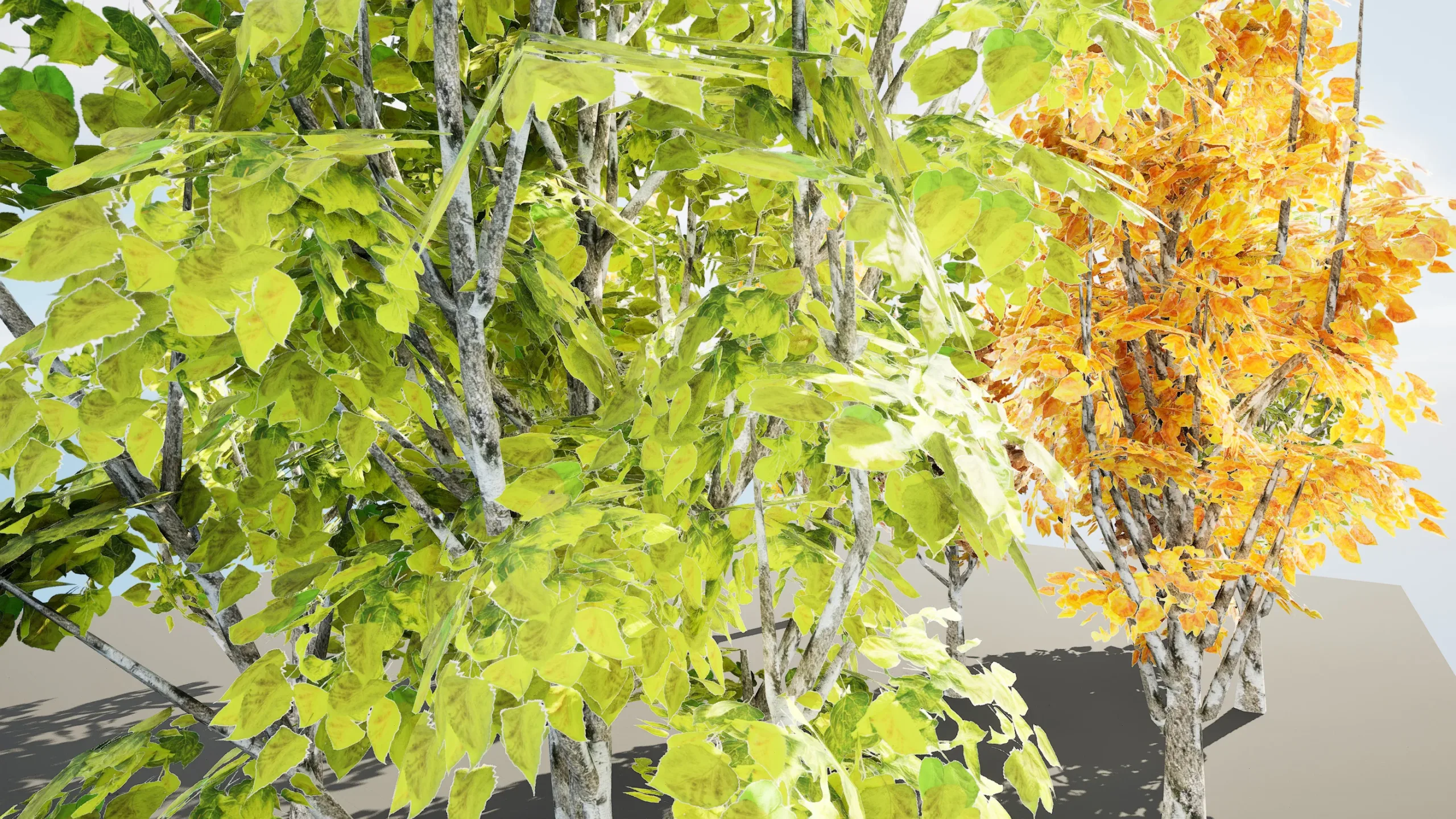 Game Ready Low Poly Grey Poplar - FlippedNormals