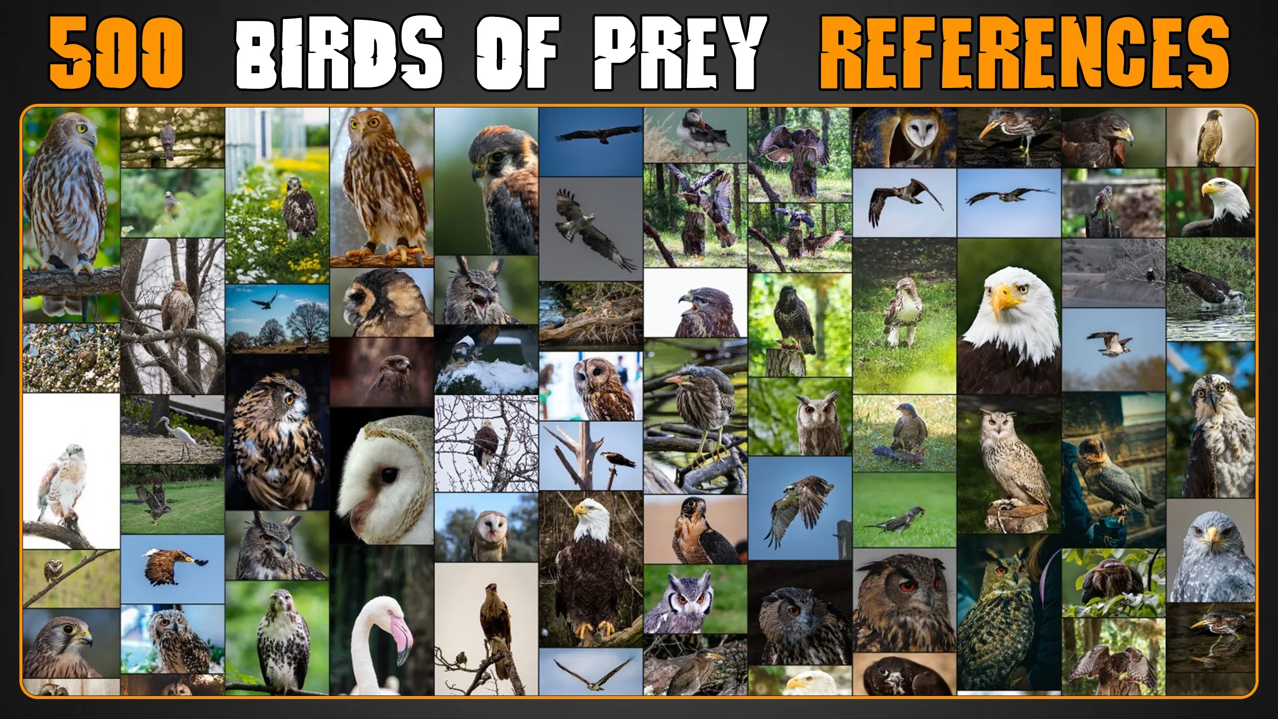 500 Birds of Prey Photo Reference - FlippedNormals