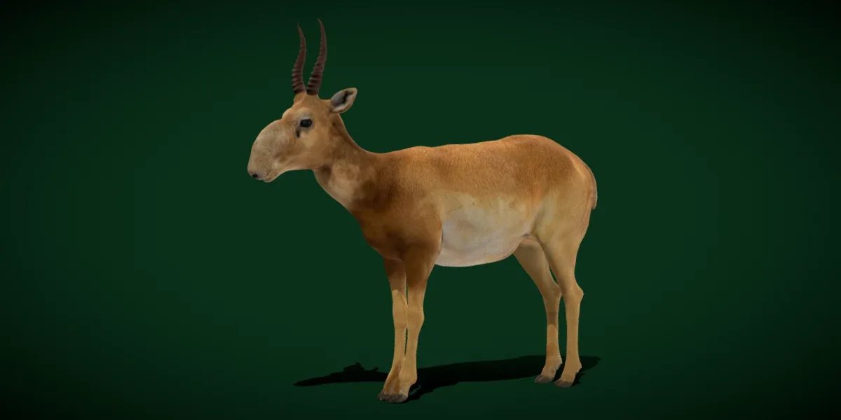 Saiga Antelope Mammal - FlippedNormals