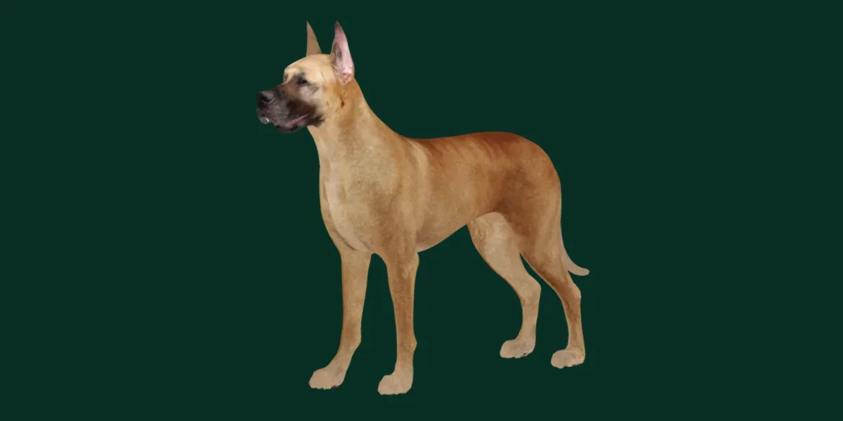 Great Dane Dog Breed - FlippedNormals Great Dane Dog Breed - FlippedNormals
