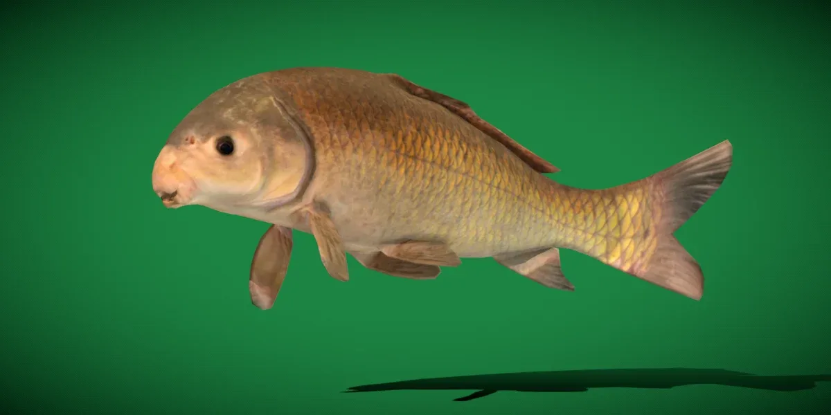 Black Buffalo FIsh - FlippedNormals