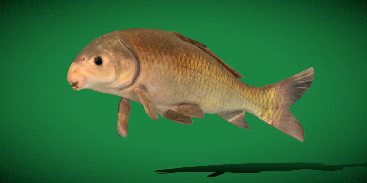 Black Buffalo FIsh - FlippedNormals