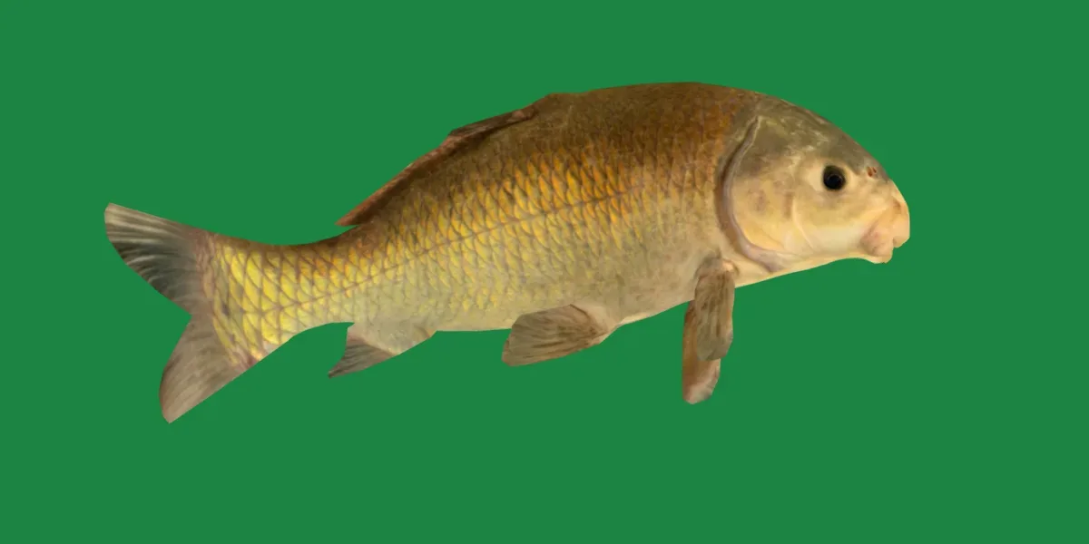 Black Buffalo FIsh - FlippedNormals