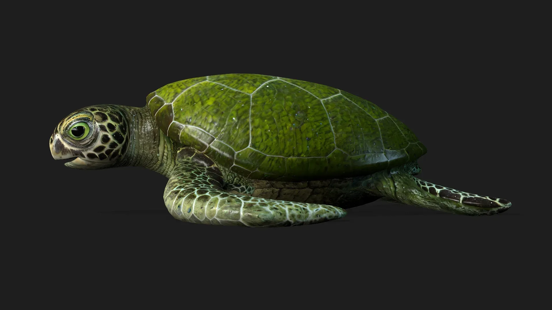 Turtle_A3 - FlippedNormals