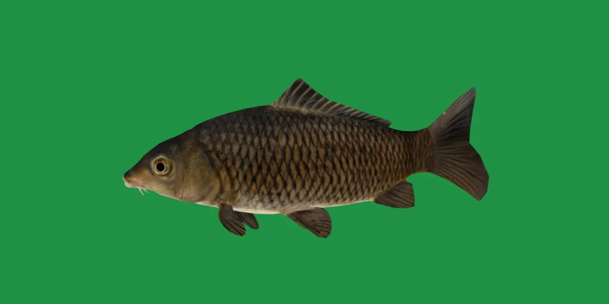 Common Carp Fish - FlippedNormals