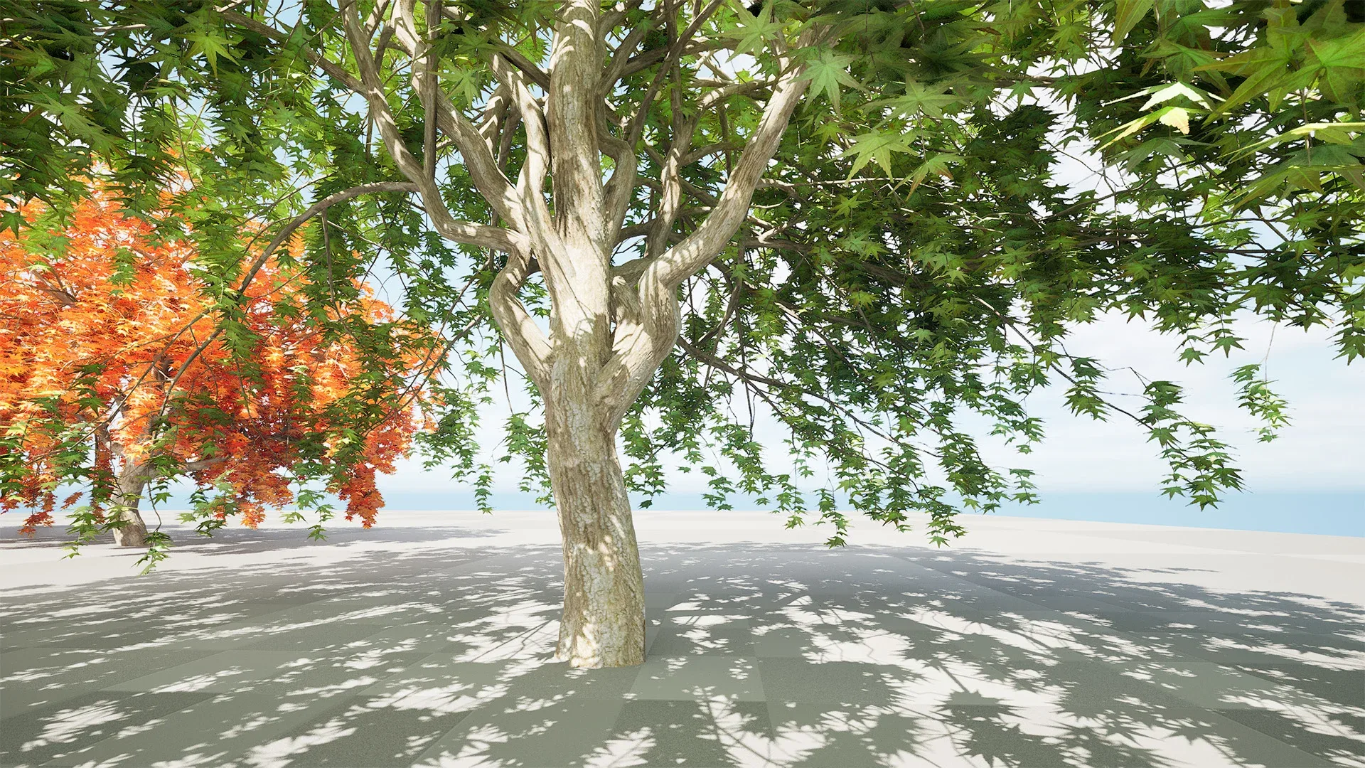 Weeping Japanese Maple Trees - FlippedNormals