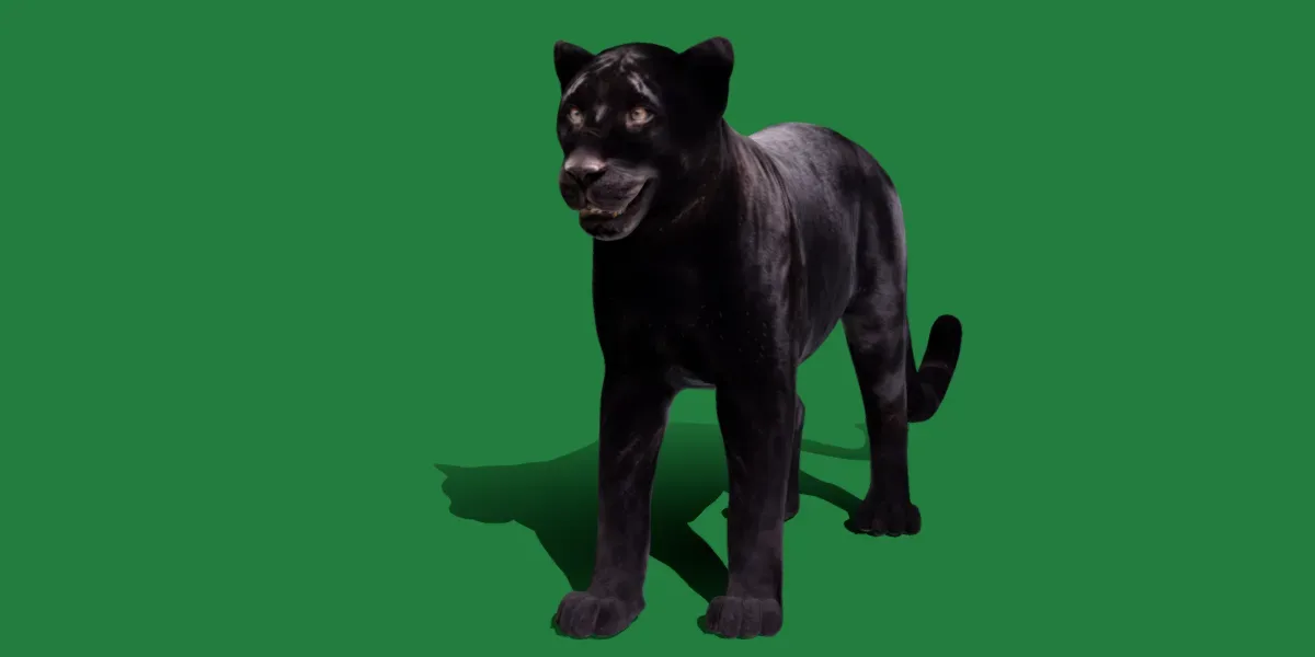 Black Panther Leopard - FlippedNormals