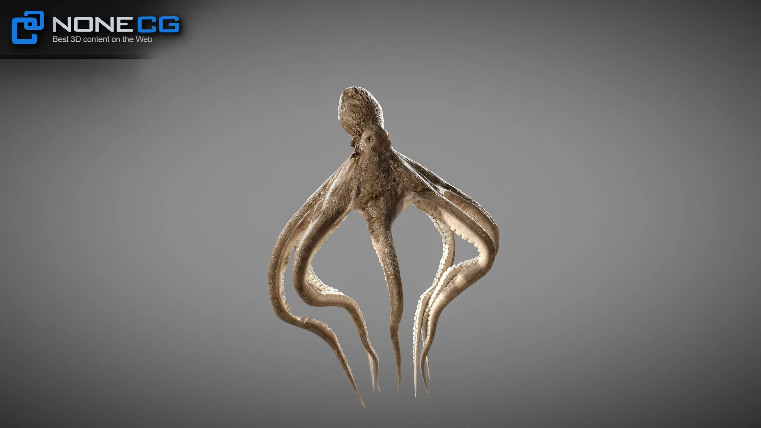 Animated Octopus - FlippedNormals