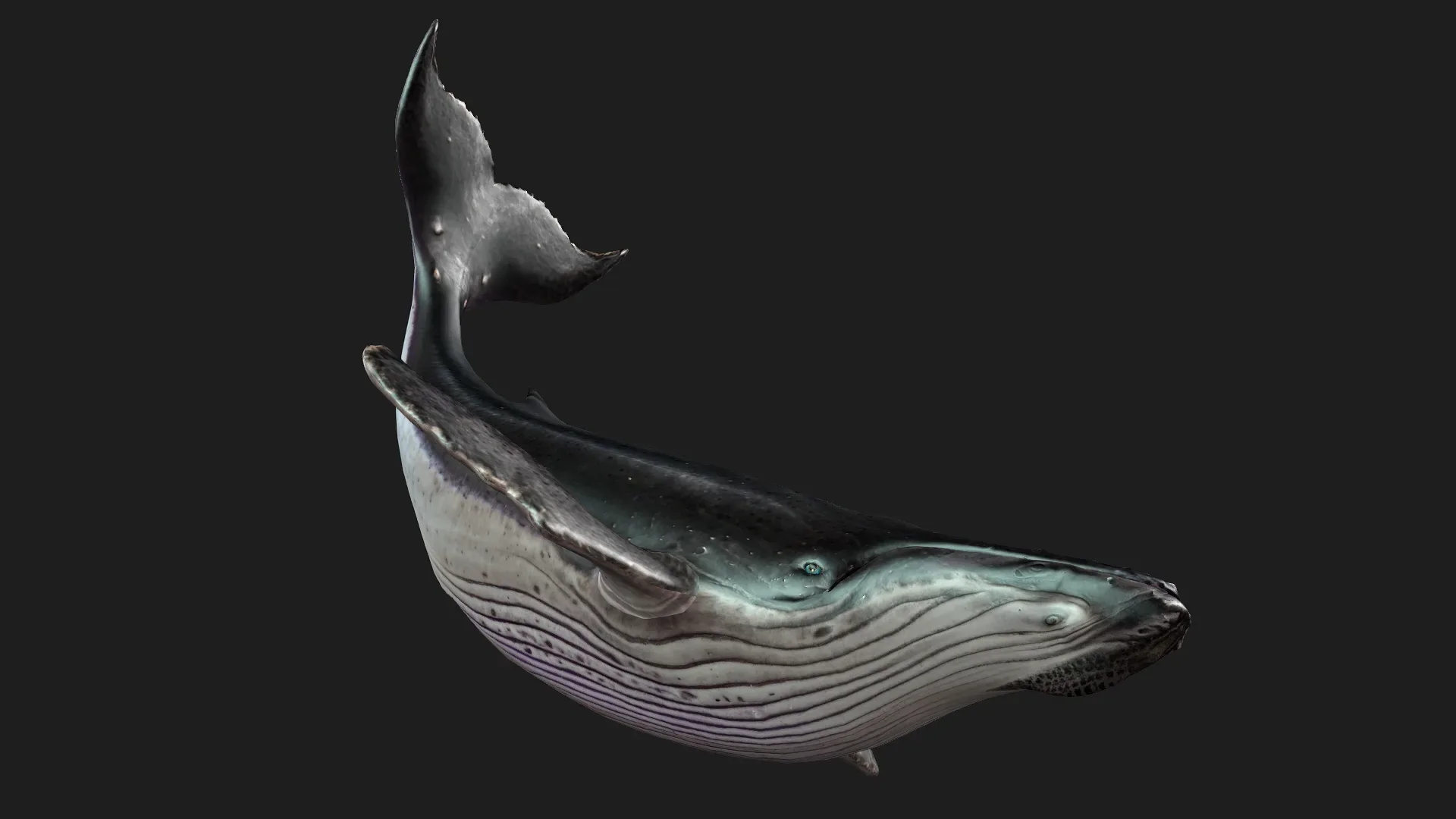 Whale - FlippedNormals