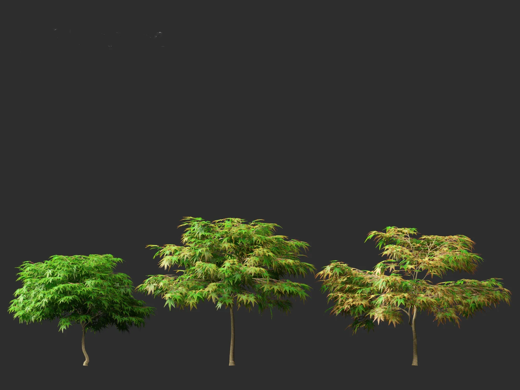 Kiyohime japanese maple - Spreading - FlippedNormals