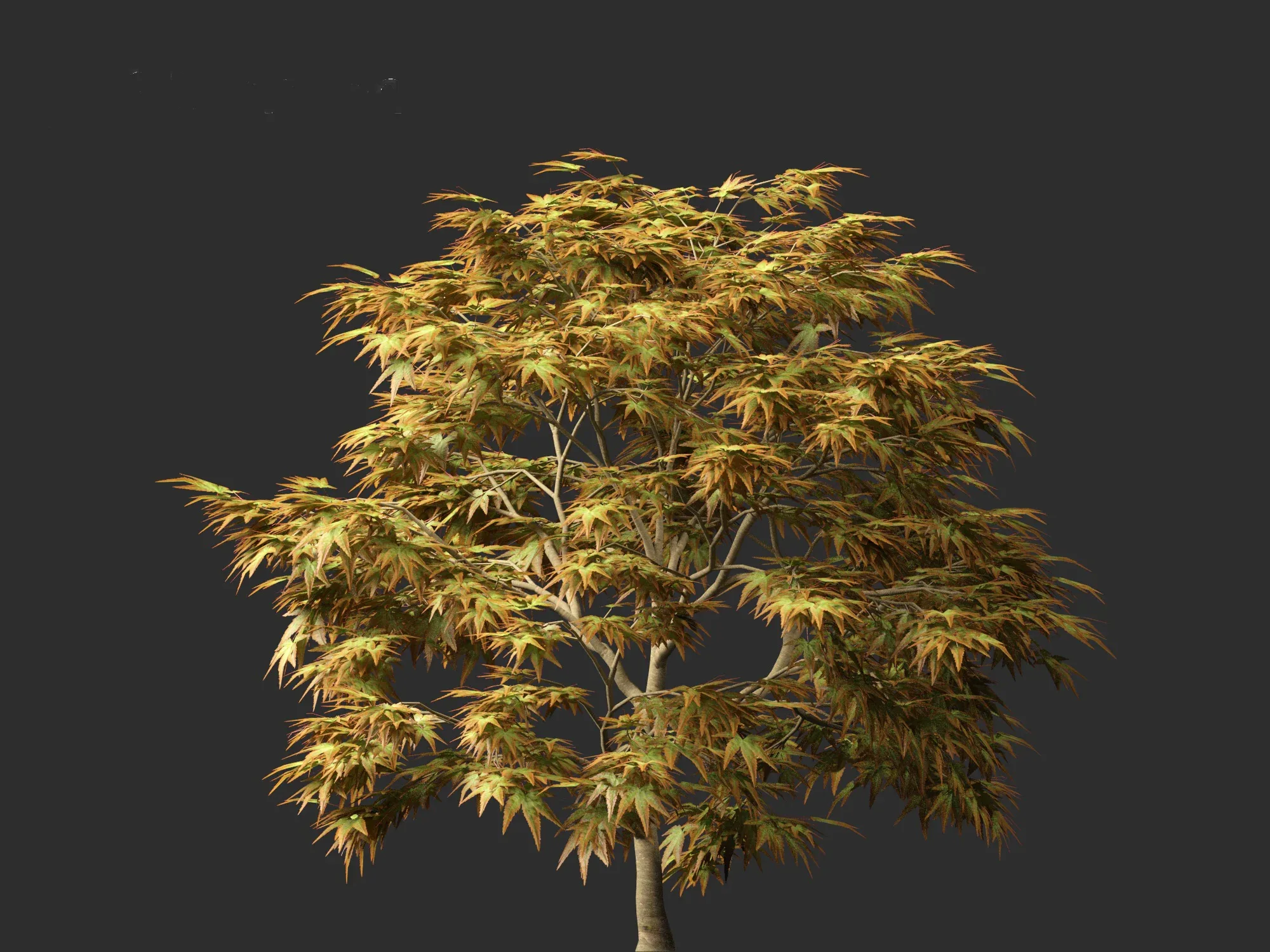 Kiyohime japanese maple - Spreading - FlippedNormals