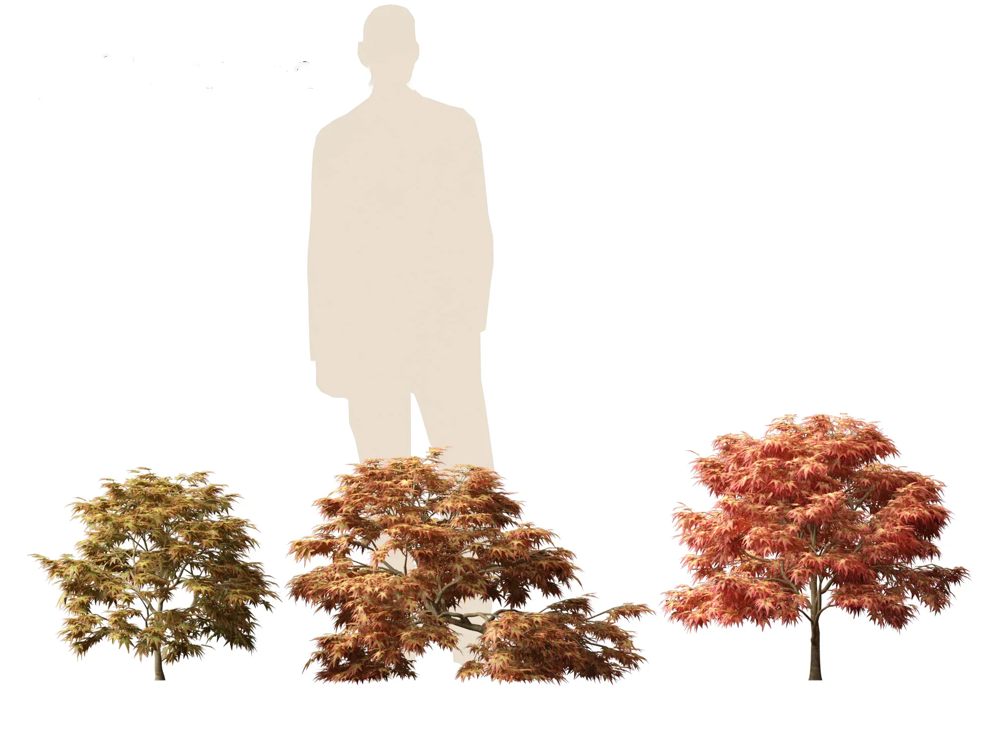 Kiyohime japanese maple - Spreading - FlippedNormals