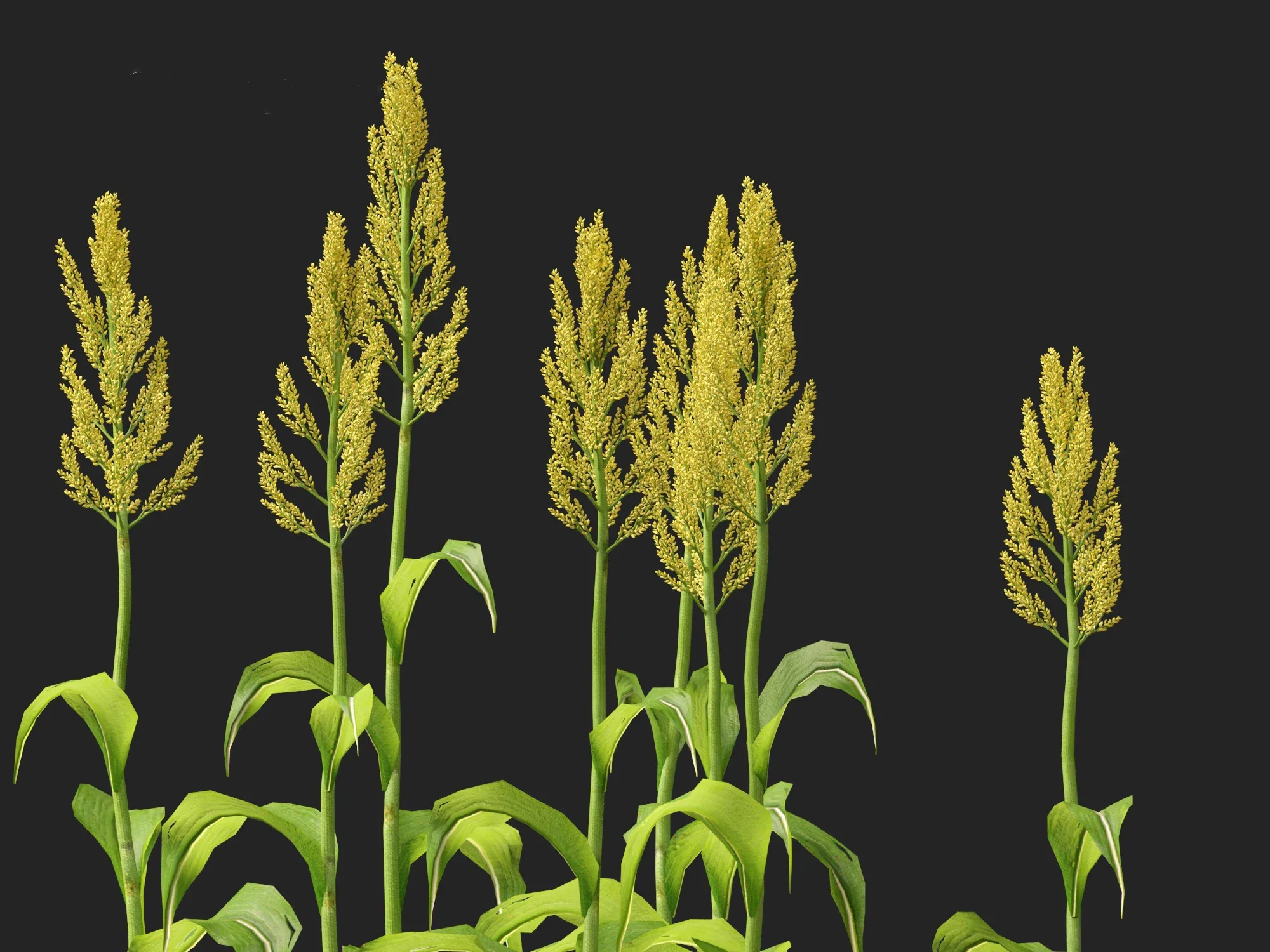 Sorghum bicolor -great millet - FlippedNormals
