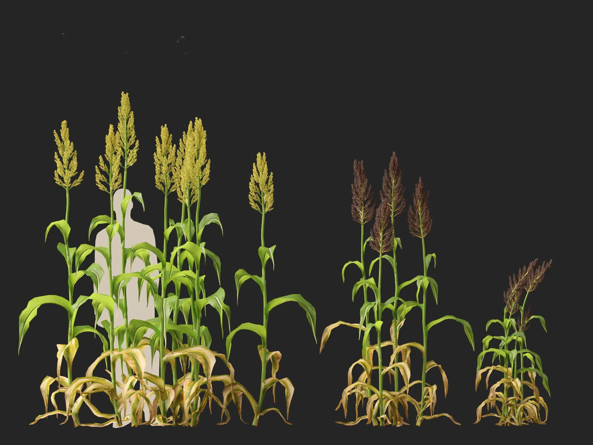 Sorghum bicolor -great millet - FlippedNormals