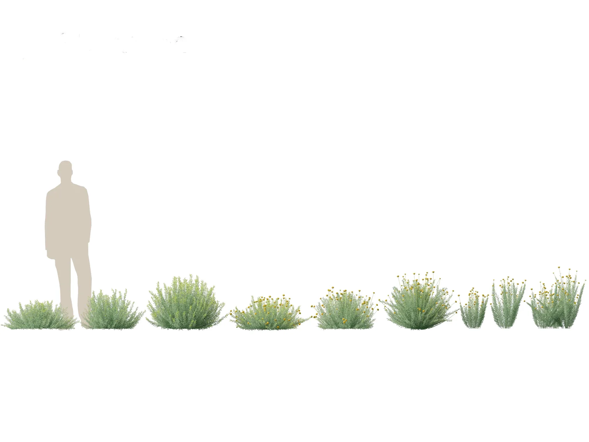 Santolina rosmarinifolia - Holy - FlippedNormals