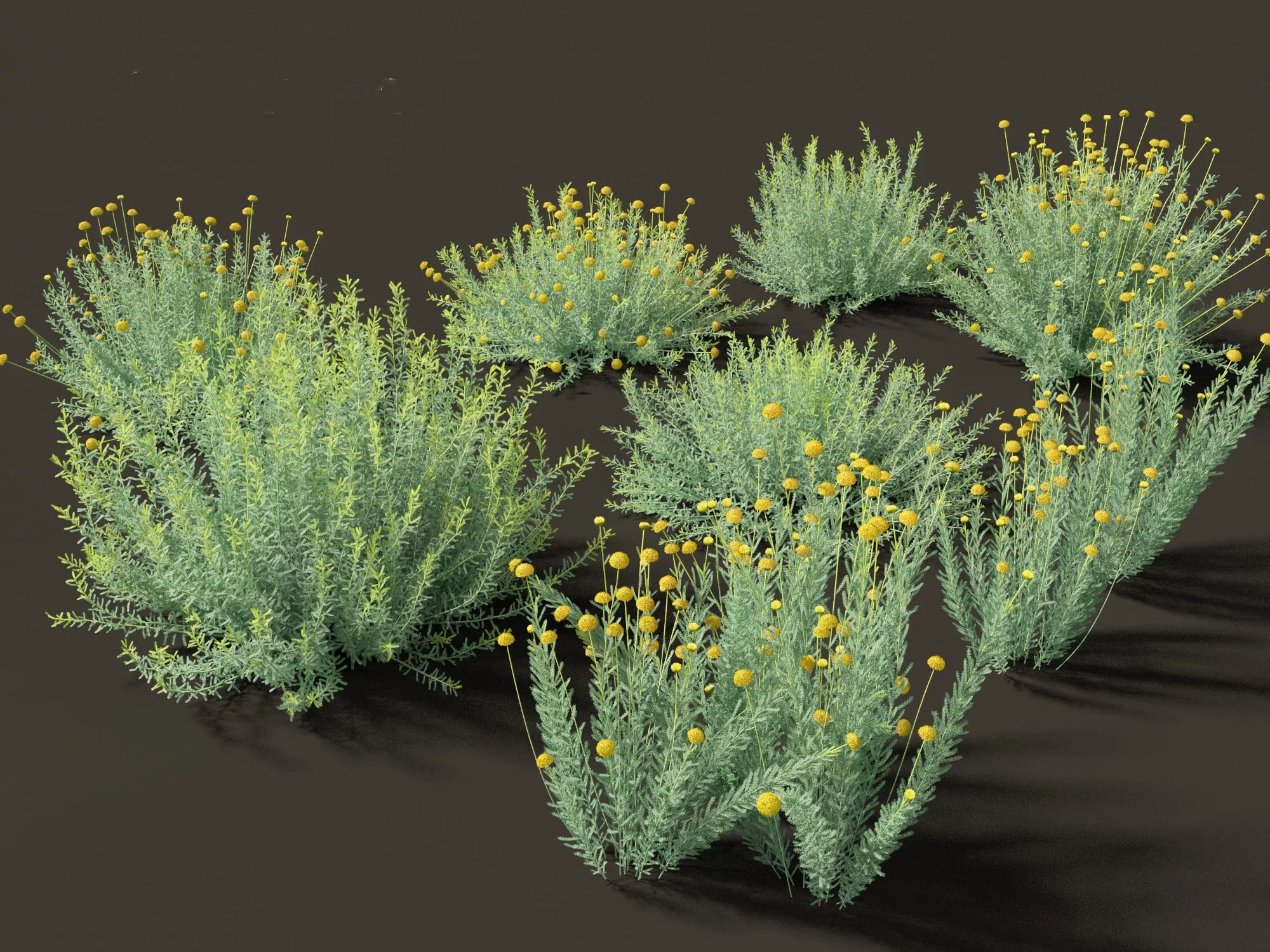 Santolina rosmarinifolia - Holy - FlippedNormals