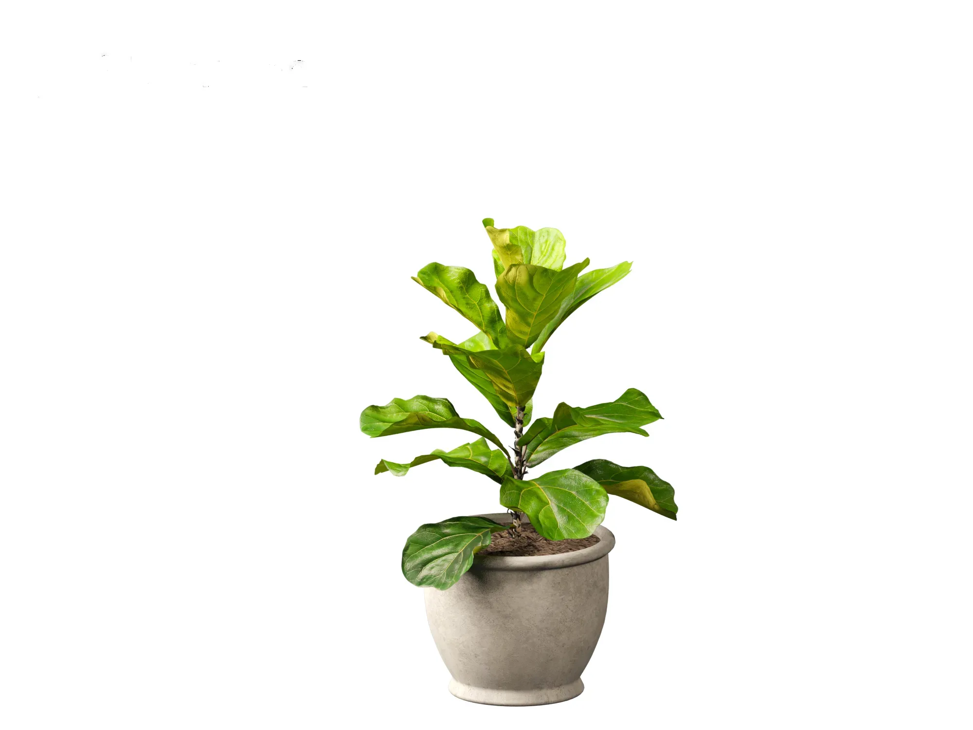 Ficus pandurata - banjo fig - FlippedNormals